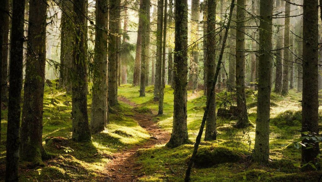 Nature: The Cornerstone of Sustainable Banking Futures – Canara MSME Blog